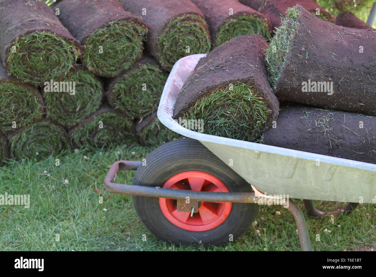 Rolling turf stacked as rolls prepared for laying Stock Photo - Alamy