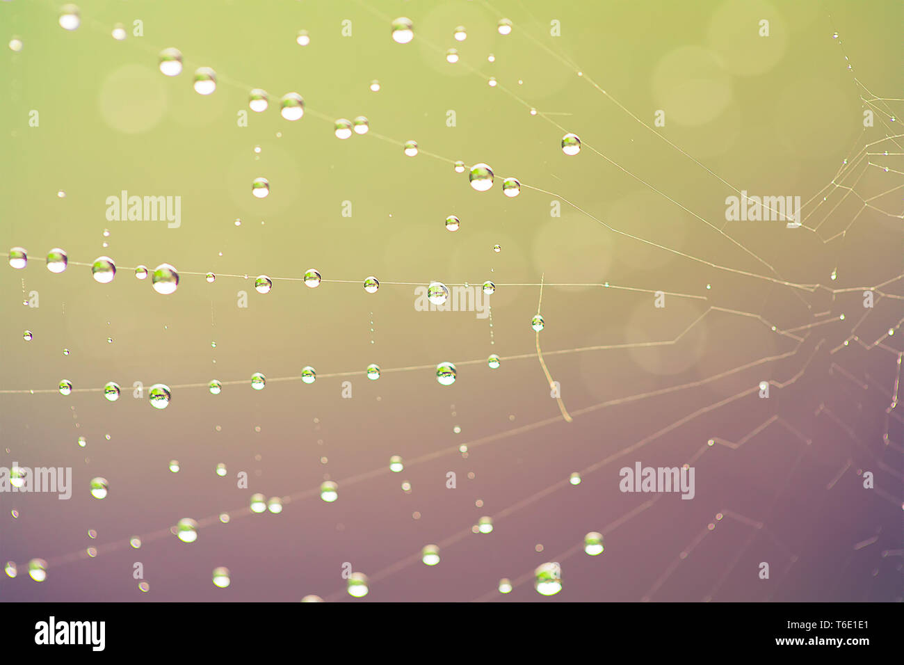 water drop on spider web Stock Photo - Alamy