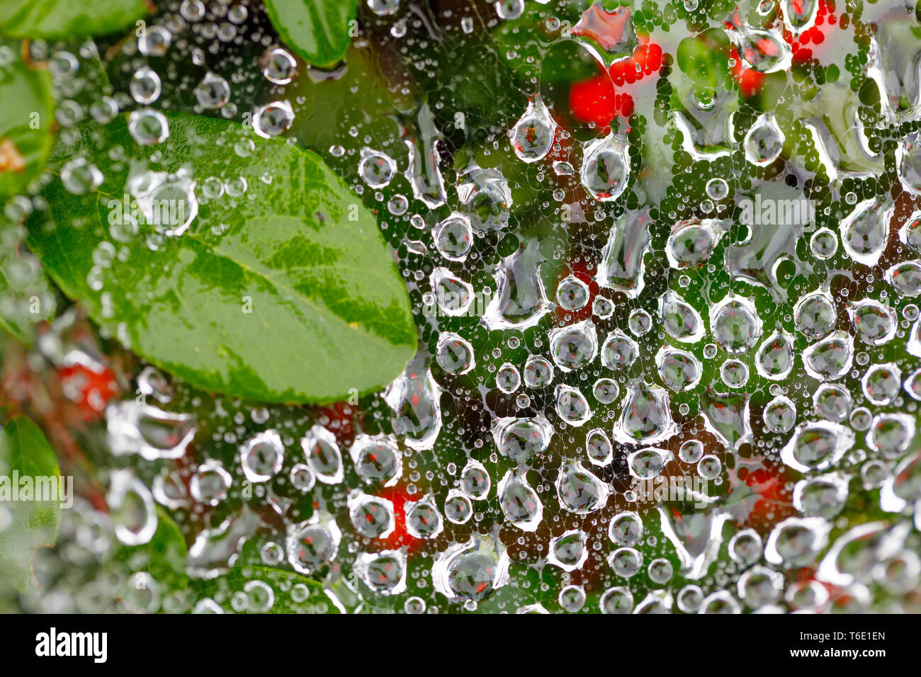 Water drop with web hi-res stock photography and images - Alamy