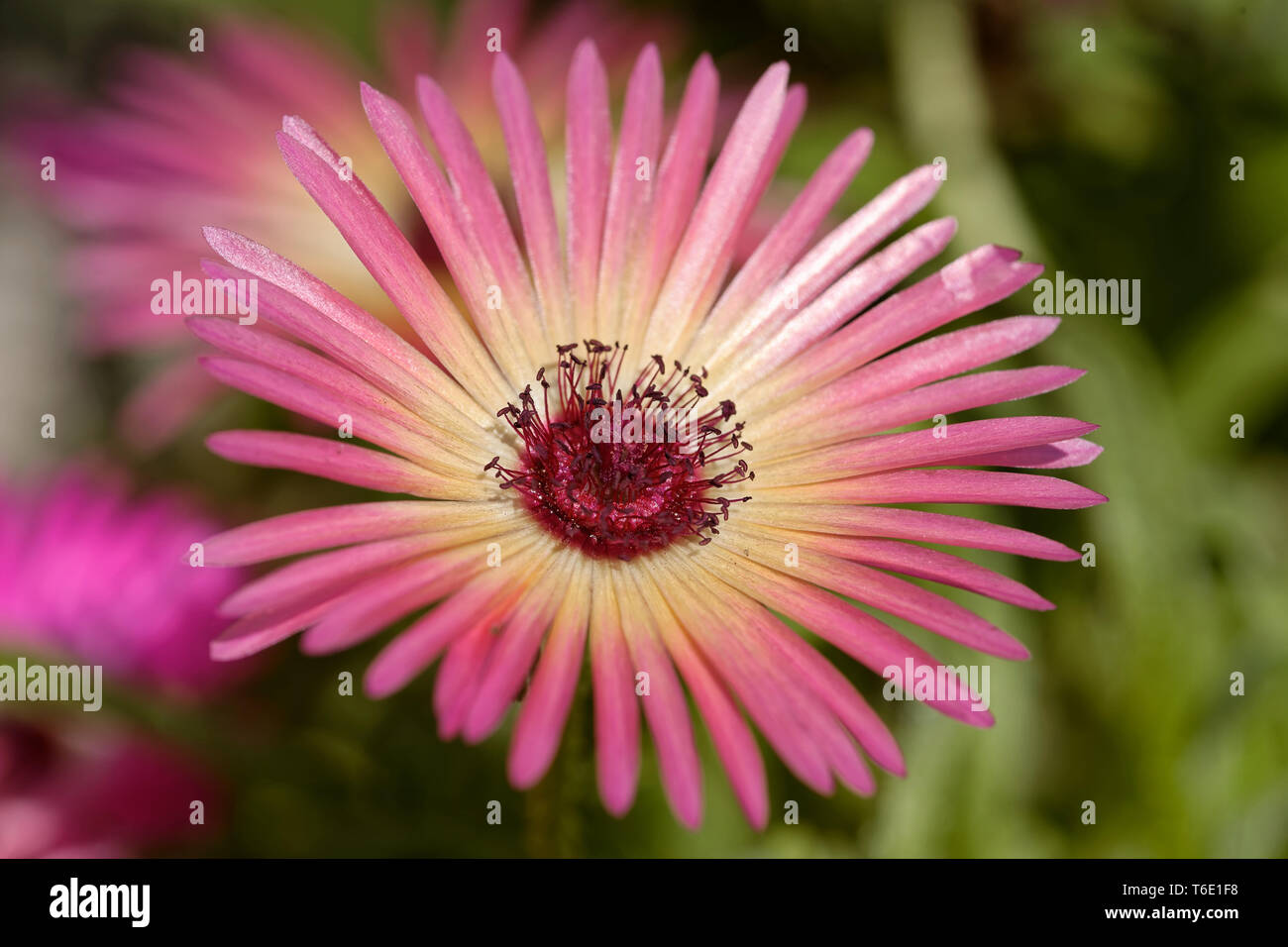 Dorotheanthus hi-res stock photography and images - Alamy