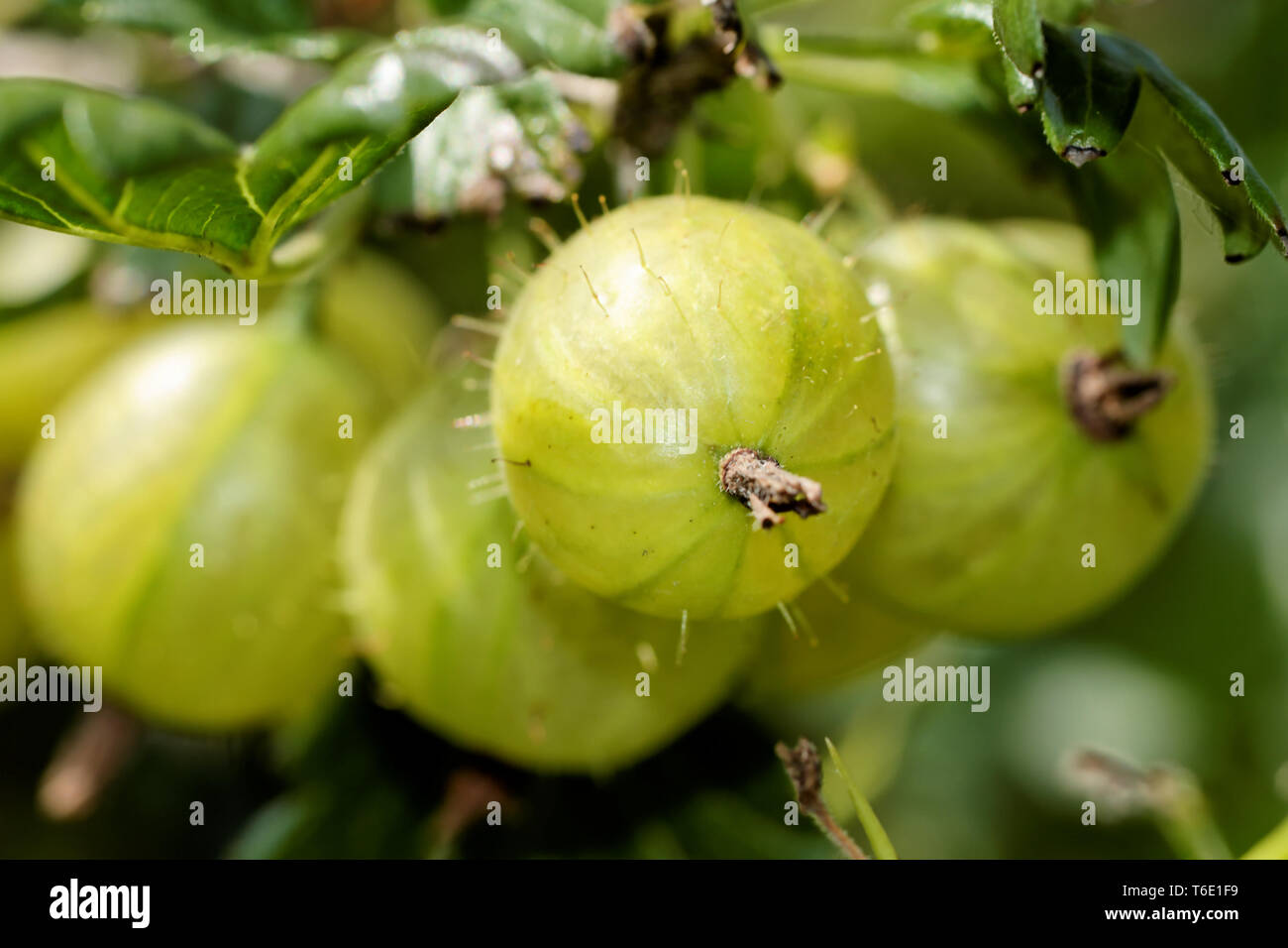 Yellow gooseberry hi-res stock photography and images - Alamy