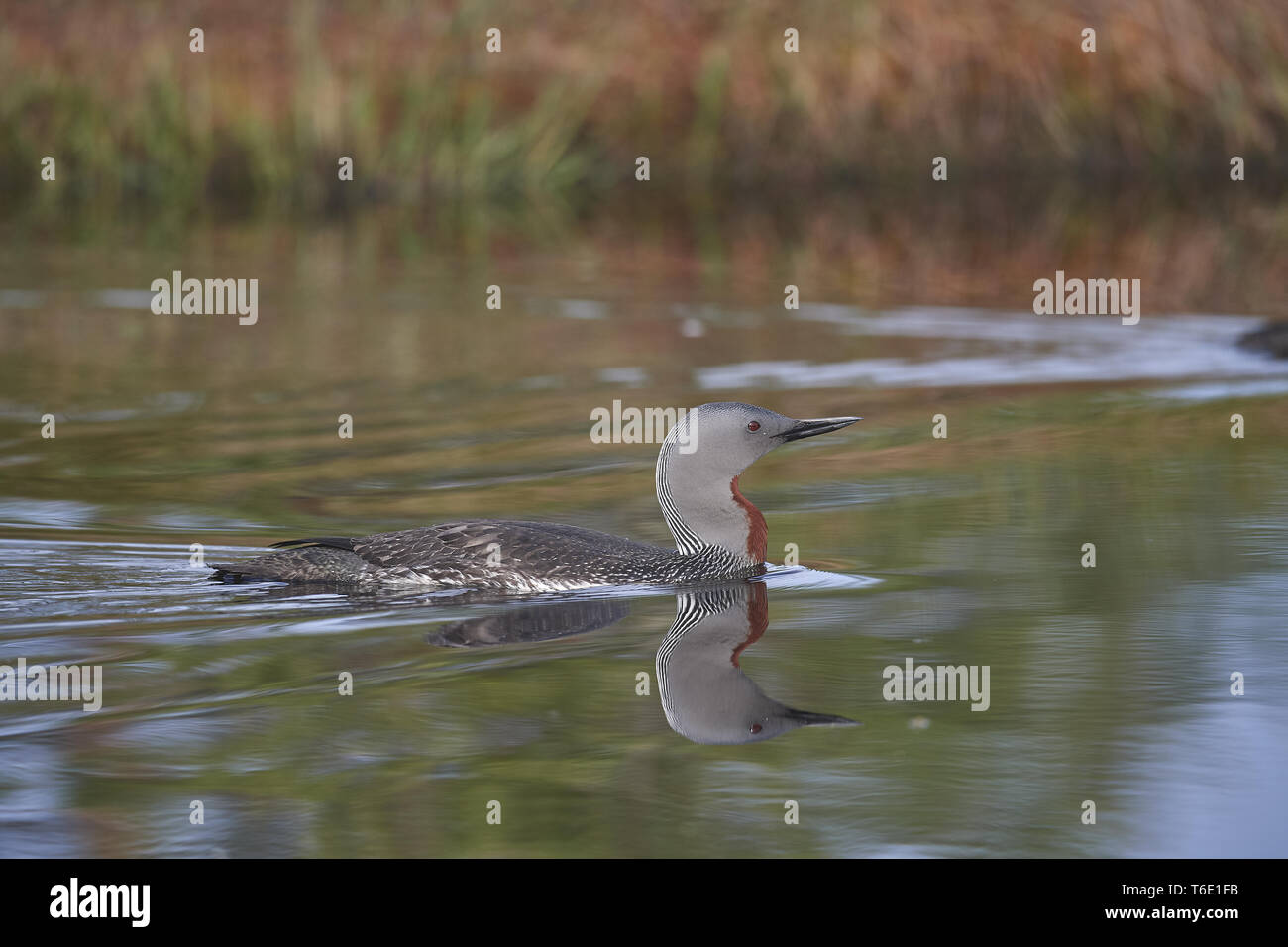 Red-throated Diver, Gavia Stellata Stock Photo - Alamy