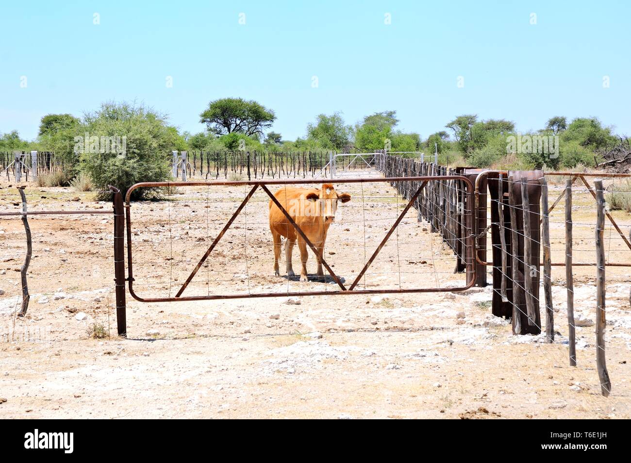 Breeding of cattle hi-res stock photography and images - Alamy