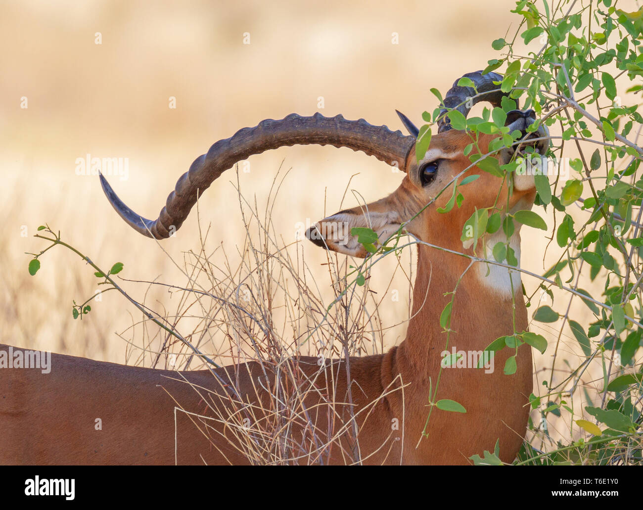 Close-up male impala, Aepyceros, feeding at bush and eye on camera ...