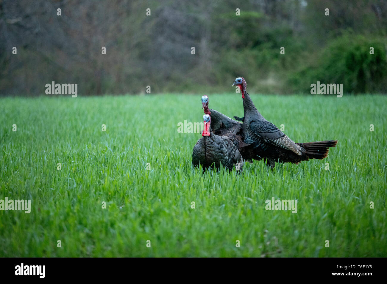 Jake turkeys fight decoys Stock Photo - Alamy