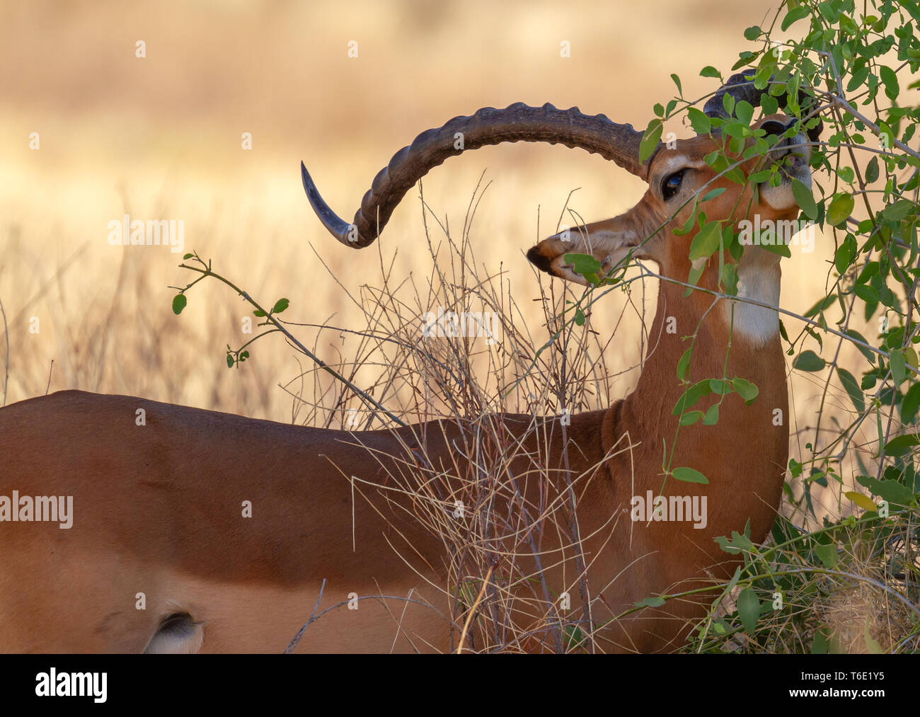 Close-up male impala, Aepyceros, feeding at bush and eye on camera ...