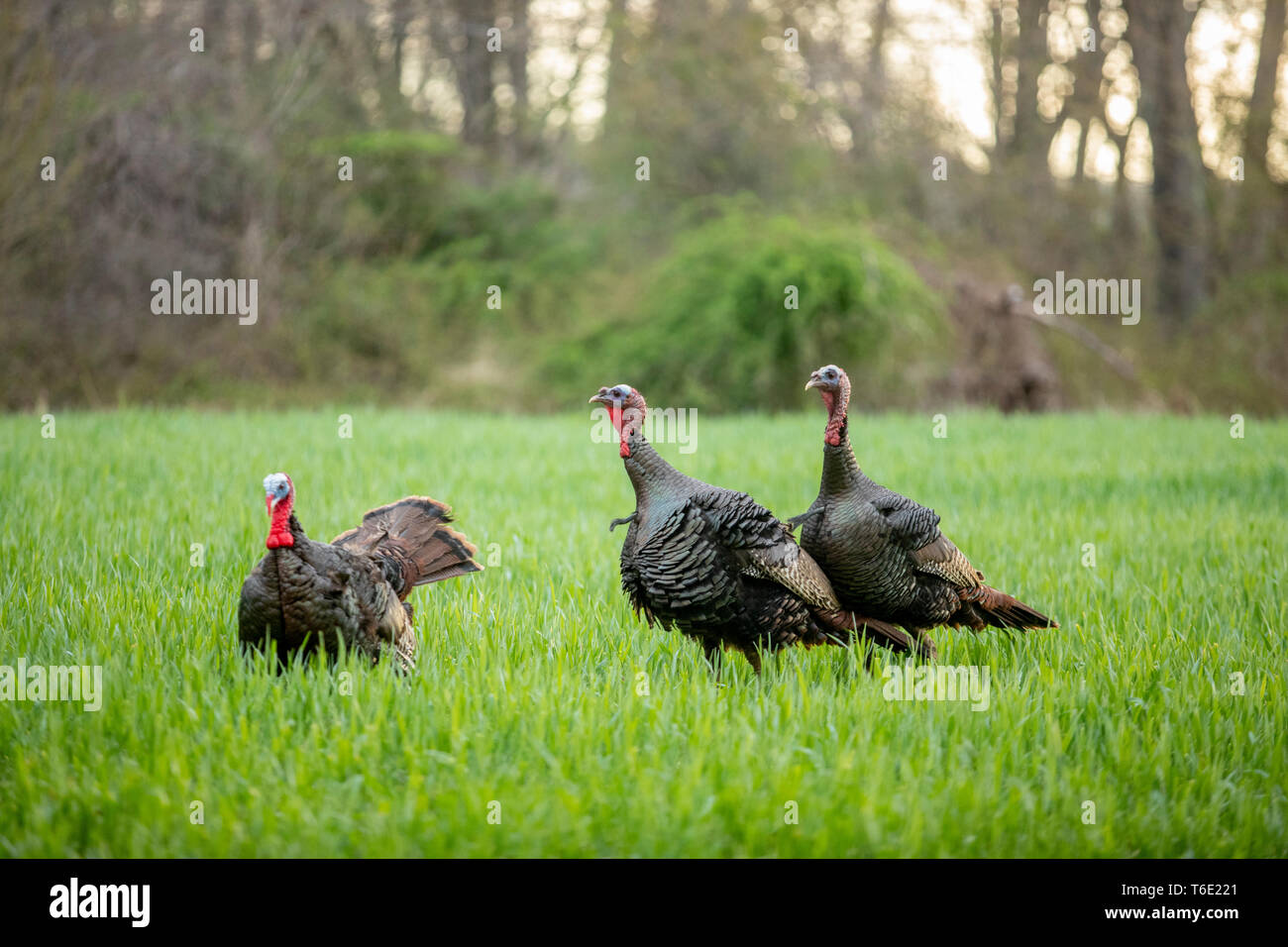 Jake turkeys fight decoys Stock Photo - Alamy