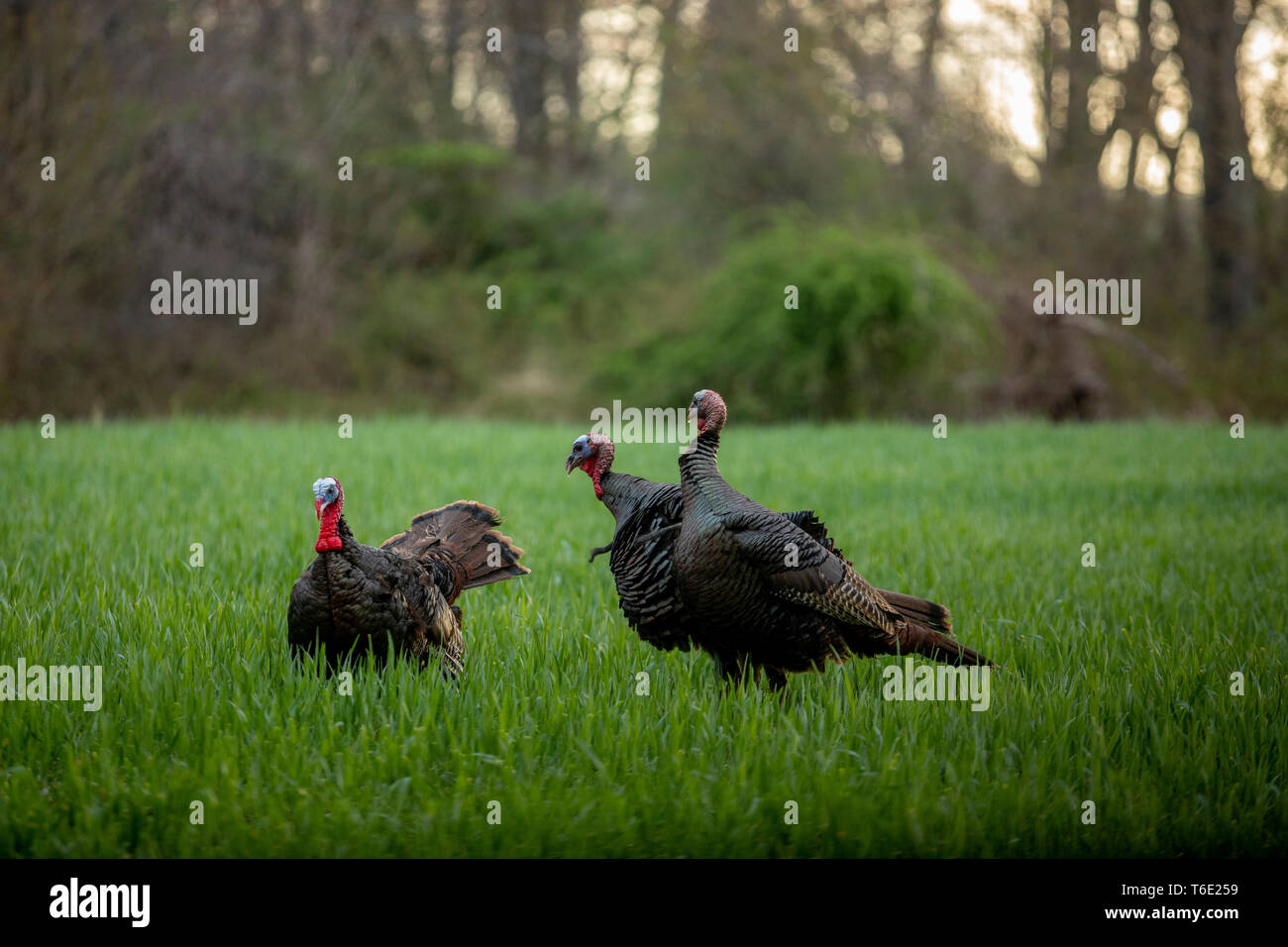 Jake turkeys fight decoys Stock Photo - Alamy
