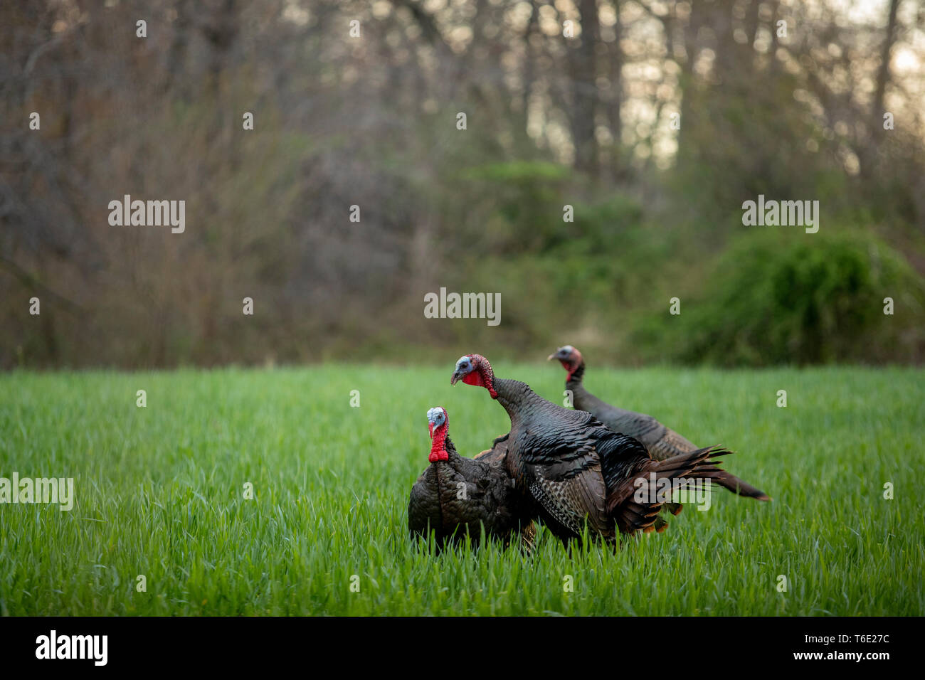 Jake turkeys fight decoys Stock Photo - Alamy