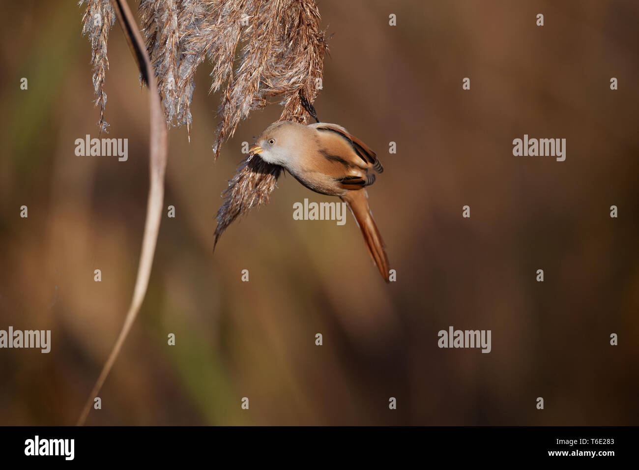 Bearded Reedling, Panurus biarmicus Stock Photo - Alamy