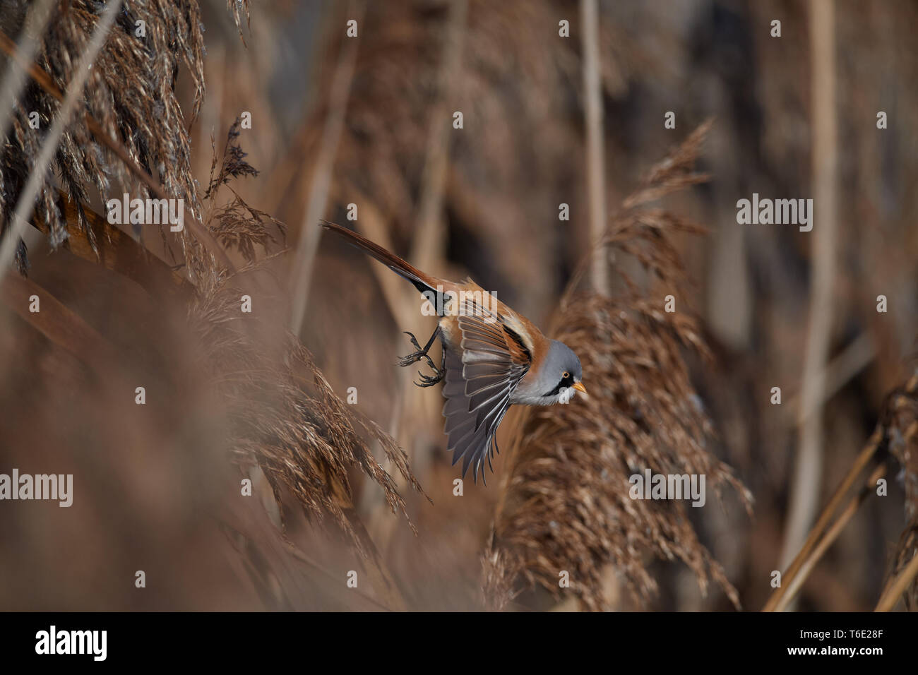 Bearded Reedling, Panurus biarmicus Stock Photo - Alamy