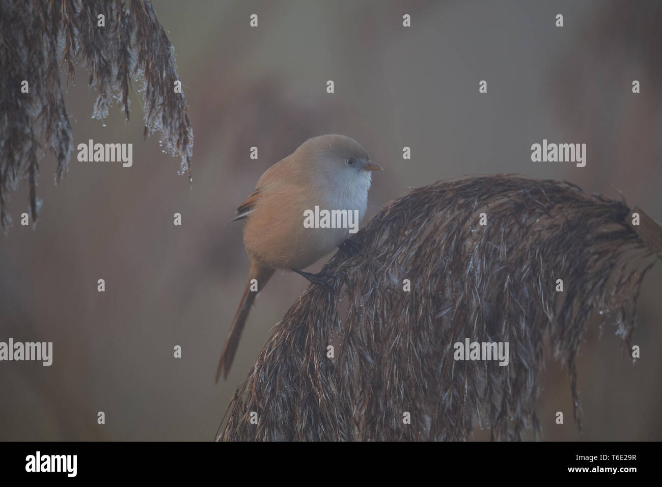 Bearded Reedling, Panurus biarmicus Stock Photo - Alamy