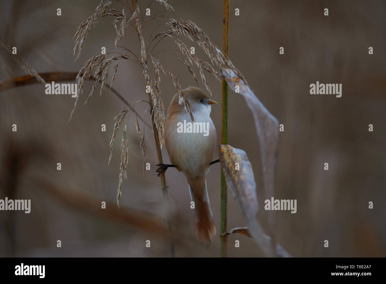 Bearded Reedling, Panurus biarmicus Stock Photo - Alamy