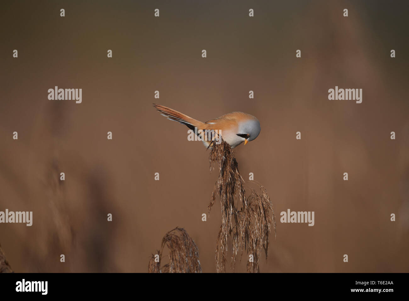 Bearded Reedling, Panurus biarmicus Stock Photo - Alamy