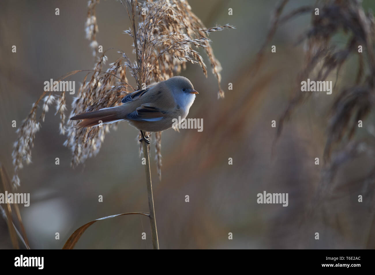 Bearded Reedling, Panurus biarmicus Stock Photo - Alamy