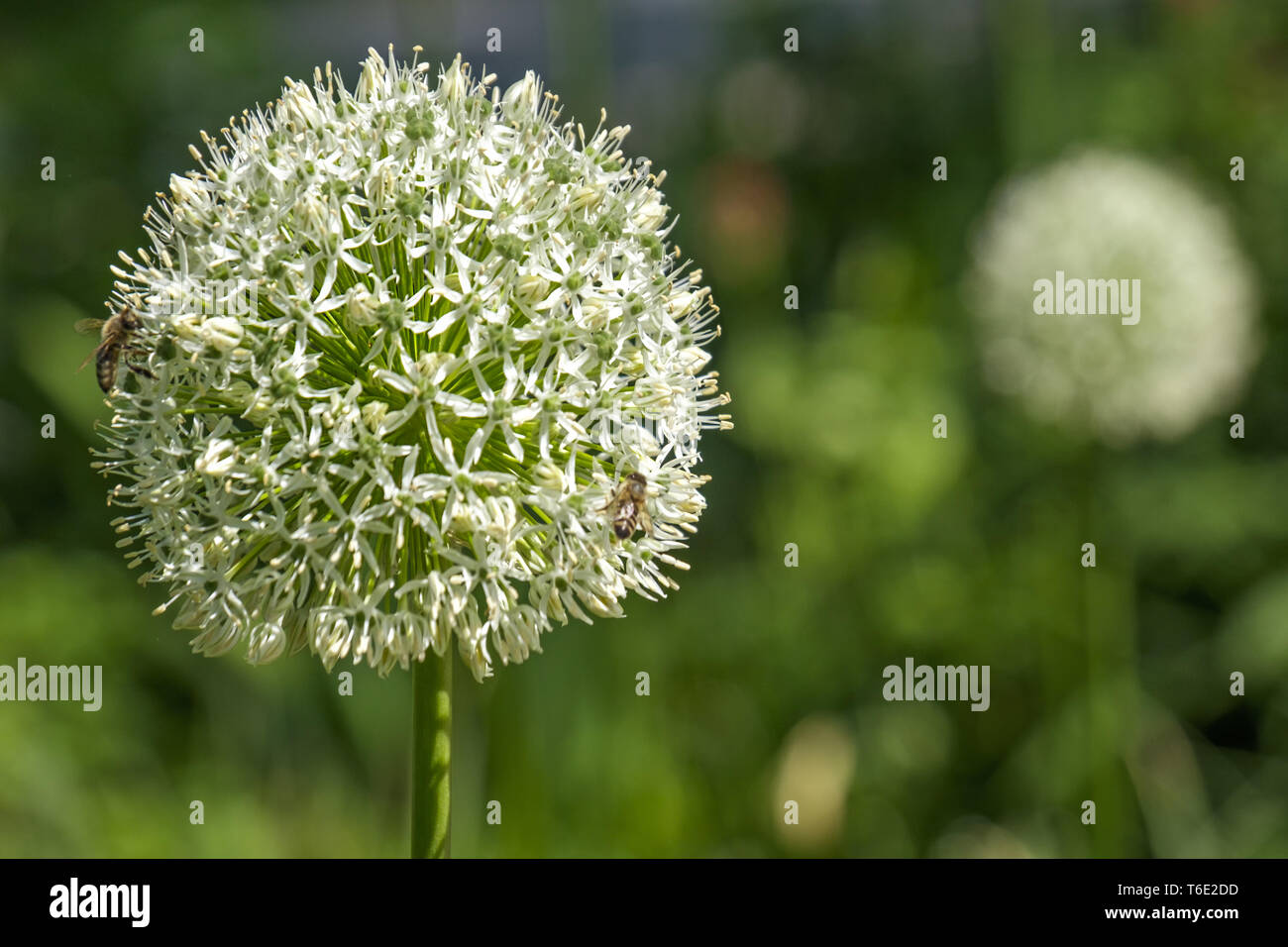 Ornamental lily hi-res stock photography and images - Alamy