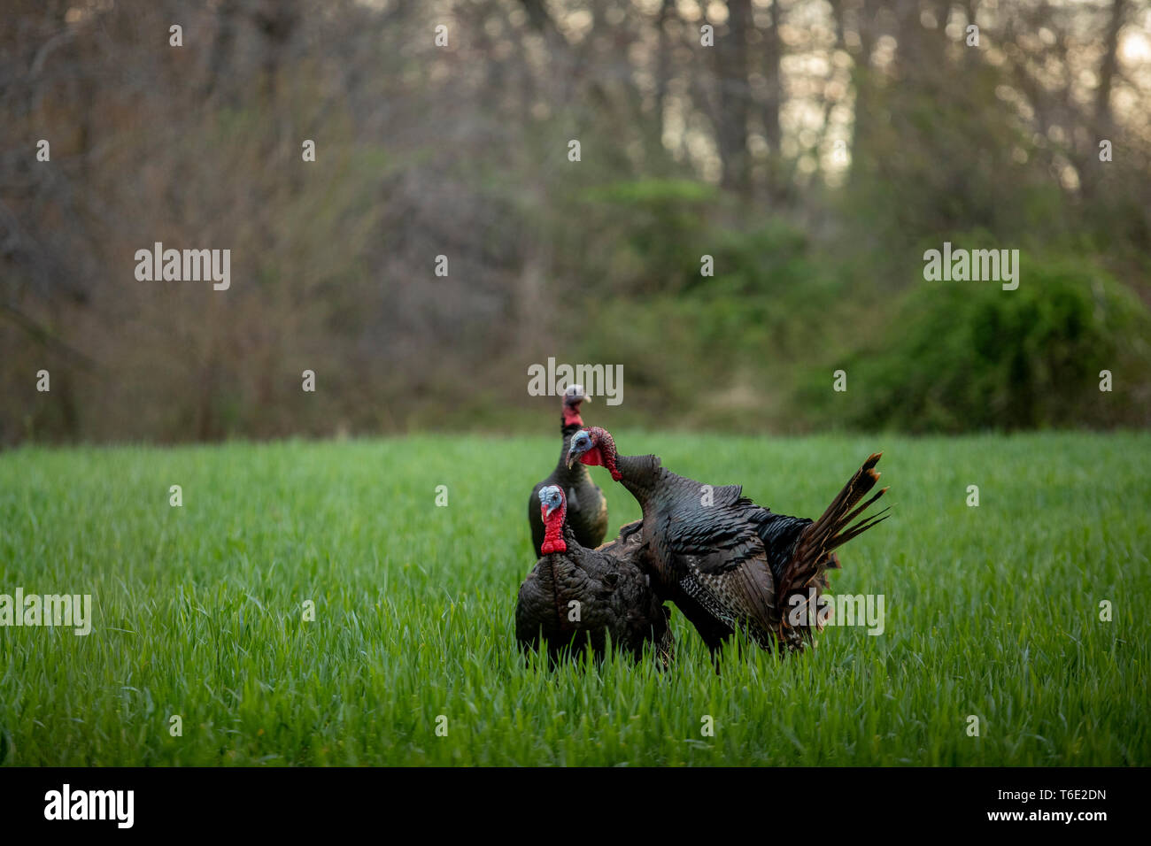 Jake turkeys fight decoys Stock Photo - Alamy