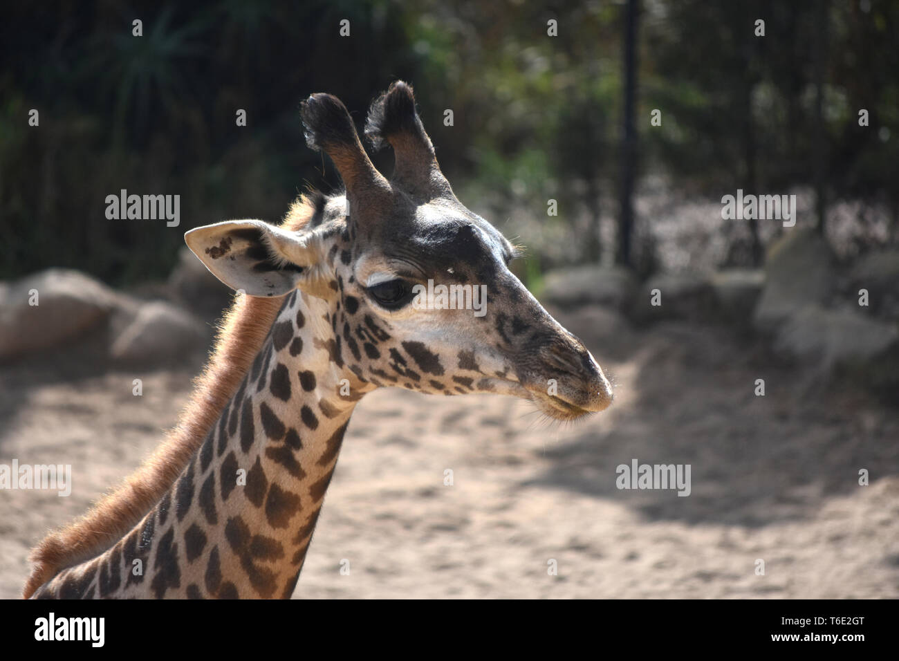 Safari giraffe with a beautiful coat Stock Photo - Alamy