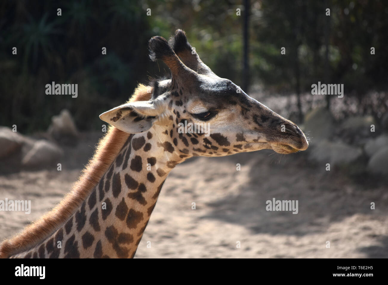 Cute adult giraffe with a beautiful pattern coat Stock Photo - Alamy