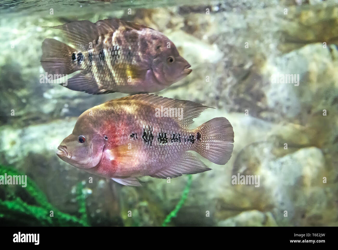 Marine edible fish hi-res stock photography and images - Alamy