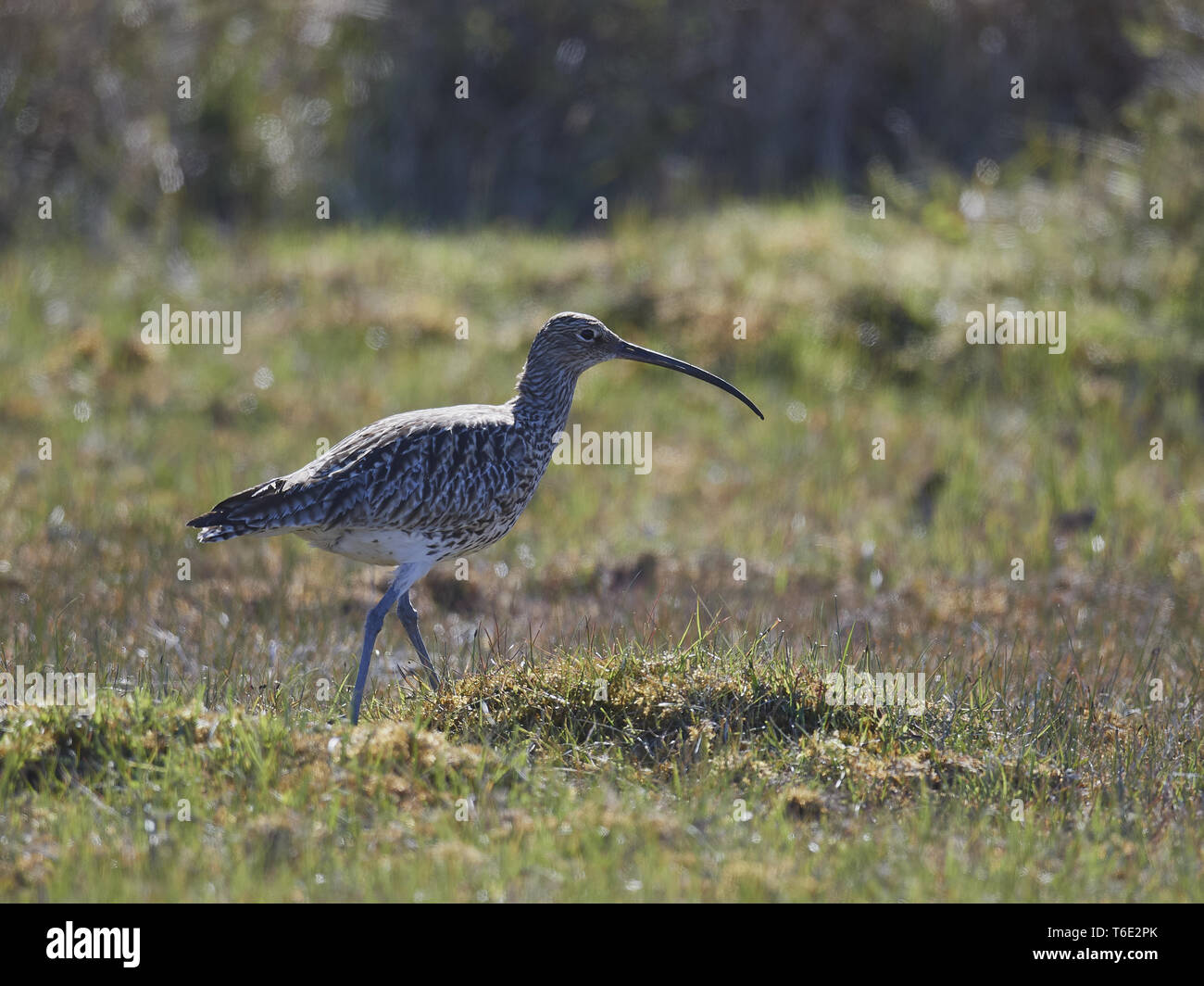 Eurasian curlew, Numenius arquata Stock Photo - Alamy