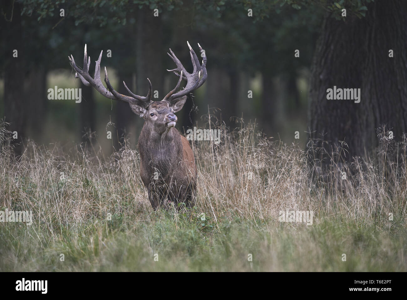 Red deer, Cervus elaphus Stock Photo - Alamy