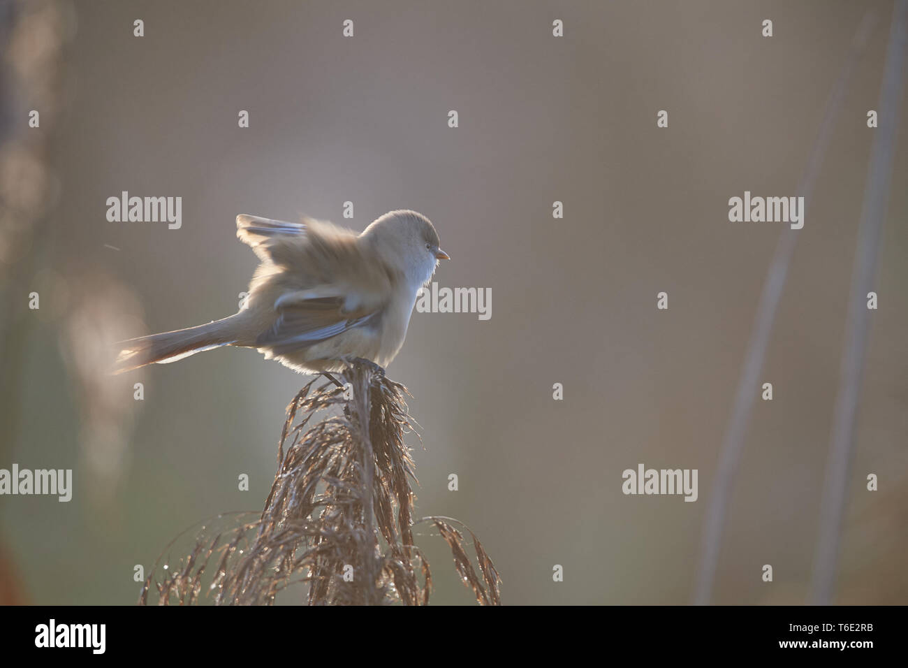 Bearded Reedling, Panurus biarmicus Stock Photo - Alamy