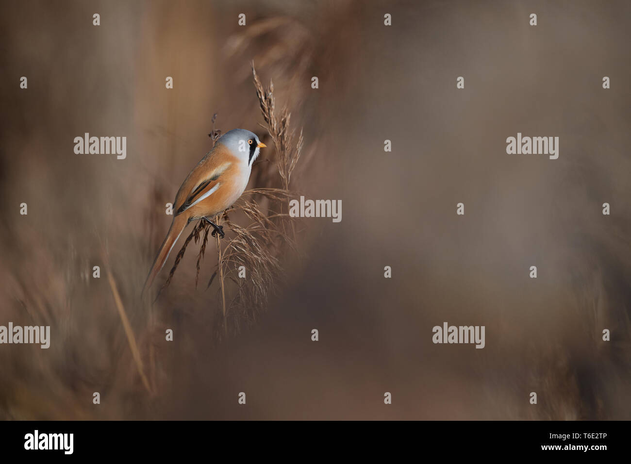 Bearded Reedling, Panurus biarmicus Stock Photo - Alamy