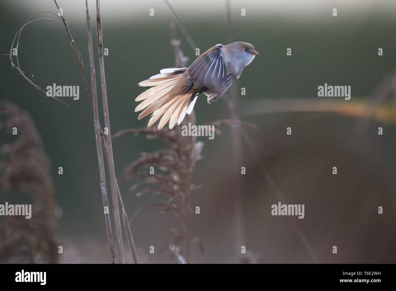 Bearded Reedling, Panurus biarmicus Stock Photo - Alamy