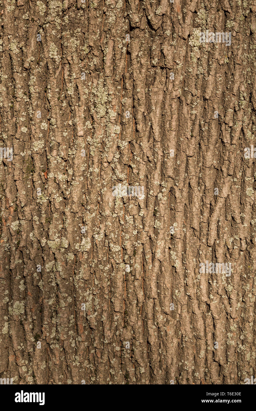 Natural bark of tree texture close - up Stock Photo - Alamy