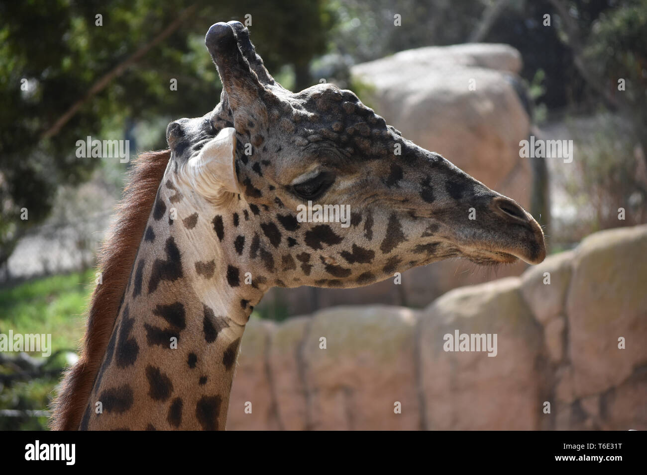 Adorable wild giraffe with a beautiful pattern coat Stock Photo - Alamy