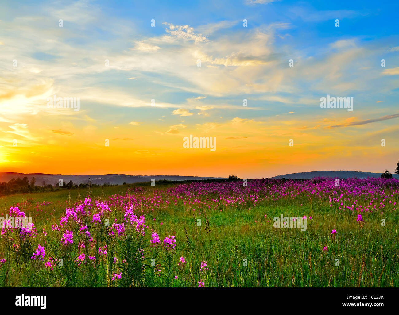 Golden sunset over wildflower meadow hi-res stock photography and ...