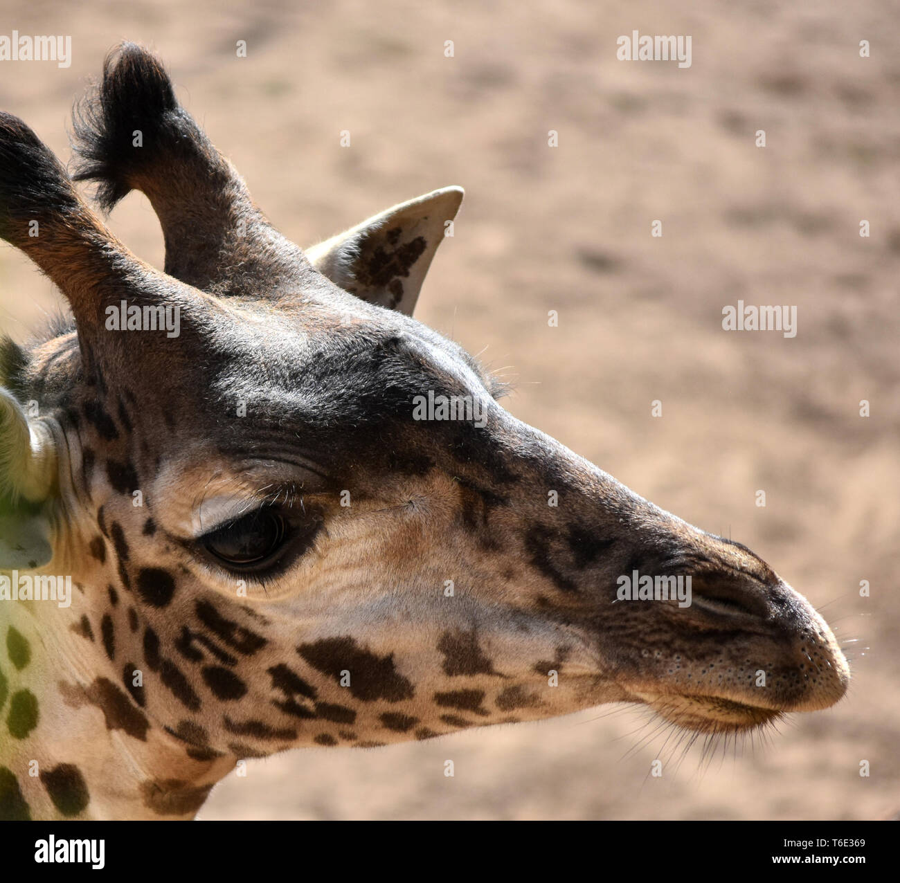 Beautiful wild giraffe with a pretty pattern coat Stock Photo - Alamy