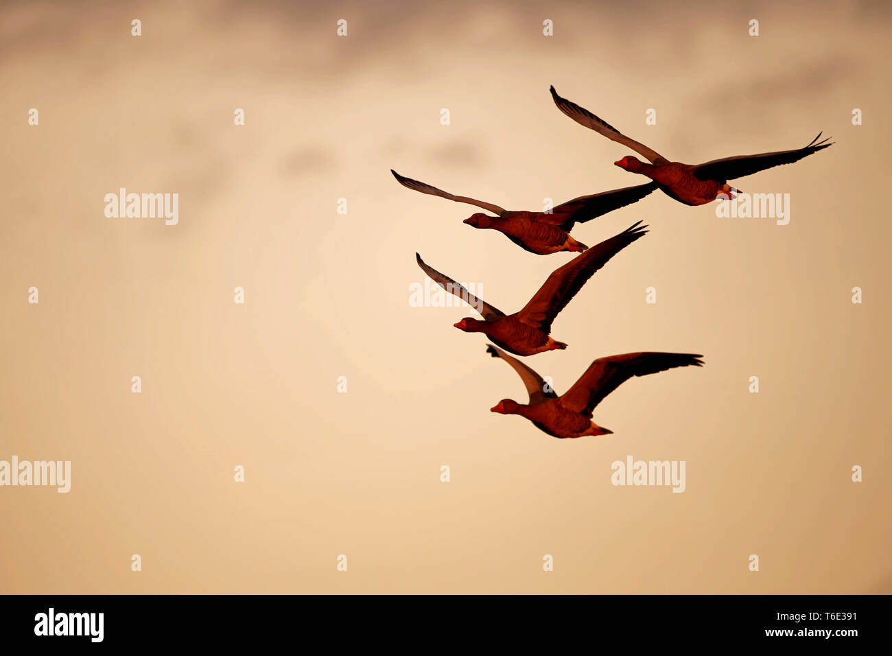 Flying start gray hi-res stock photography and images - Alamy