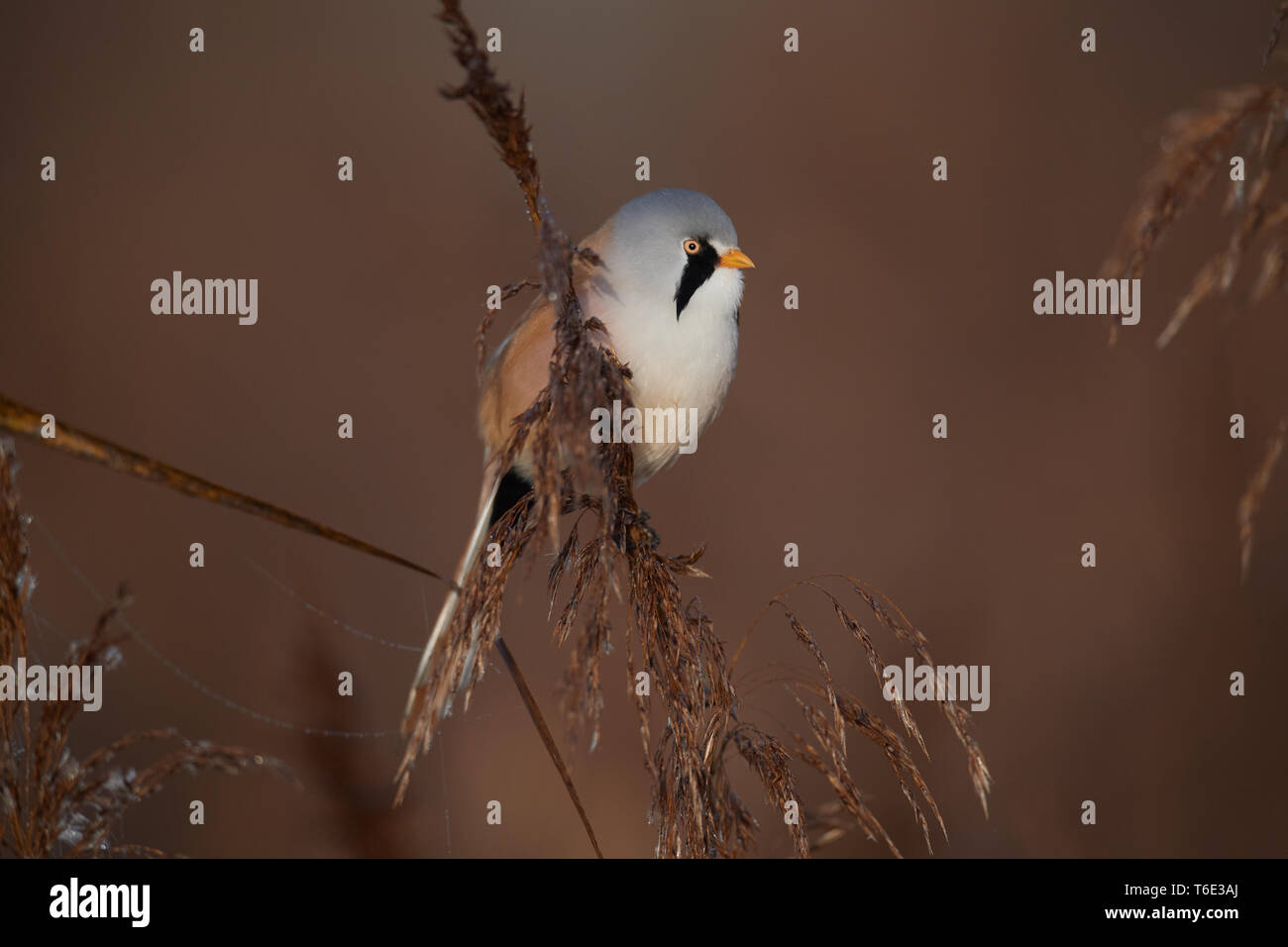 Bearded Reedling, Panurus biarmicus Stock Photo - Alamy