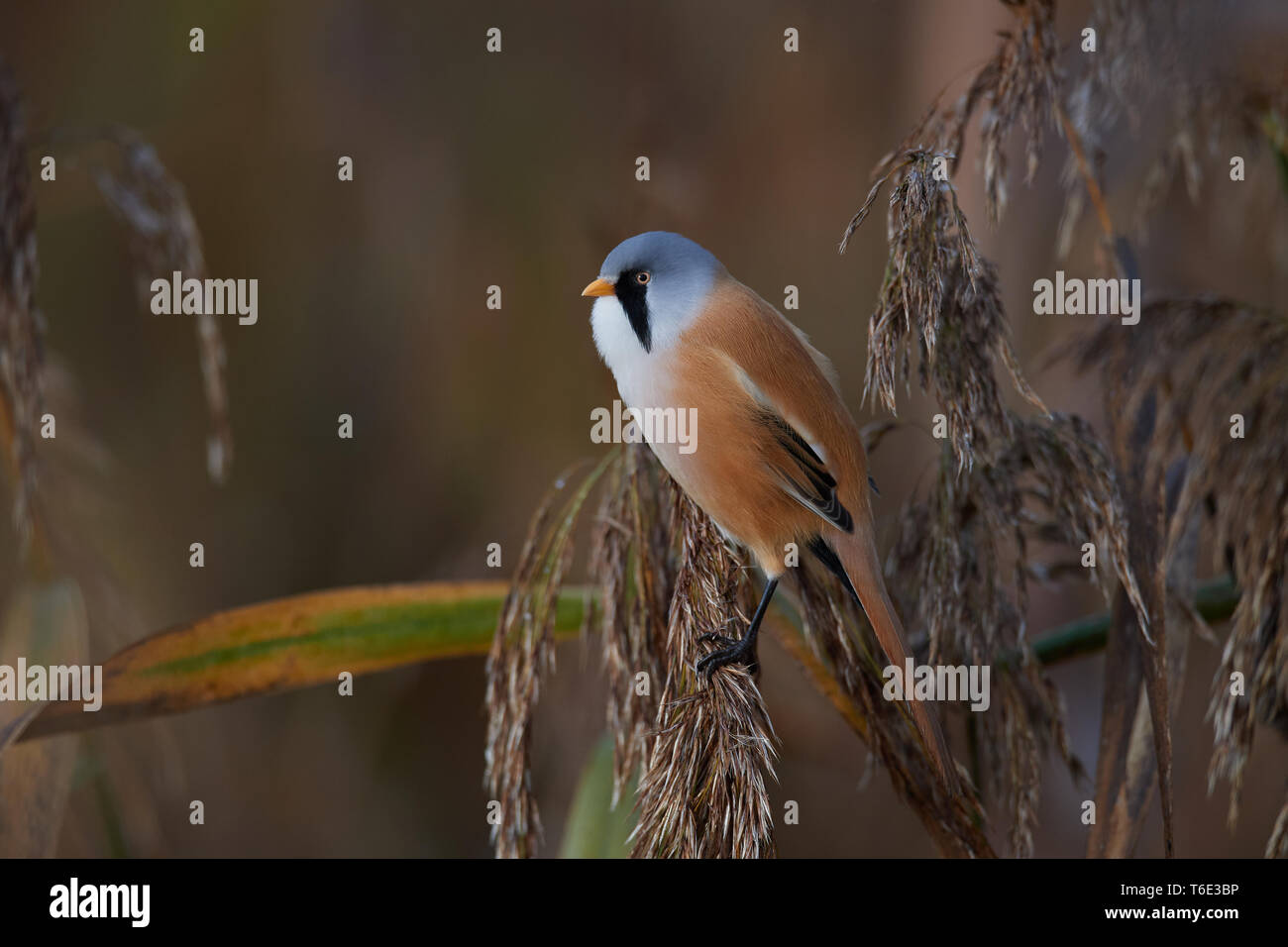 Bearded Reedling, Panurus biarmicus Stock Photo - Alamy