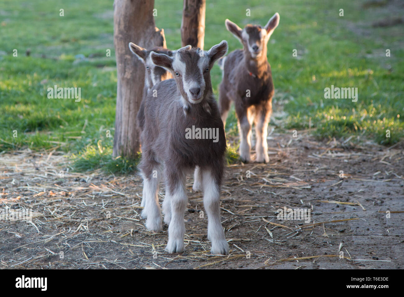 Farm, farm animals, goats, horses Stock Photo - Alamy