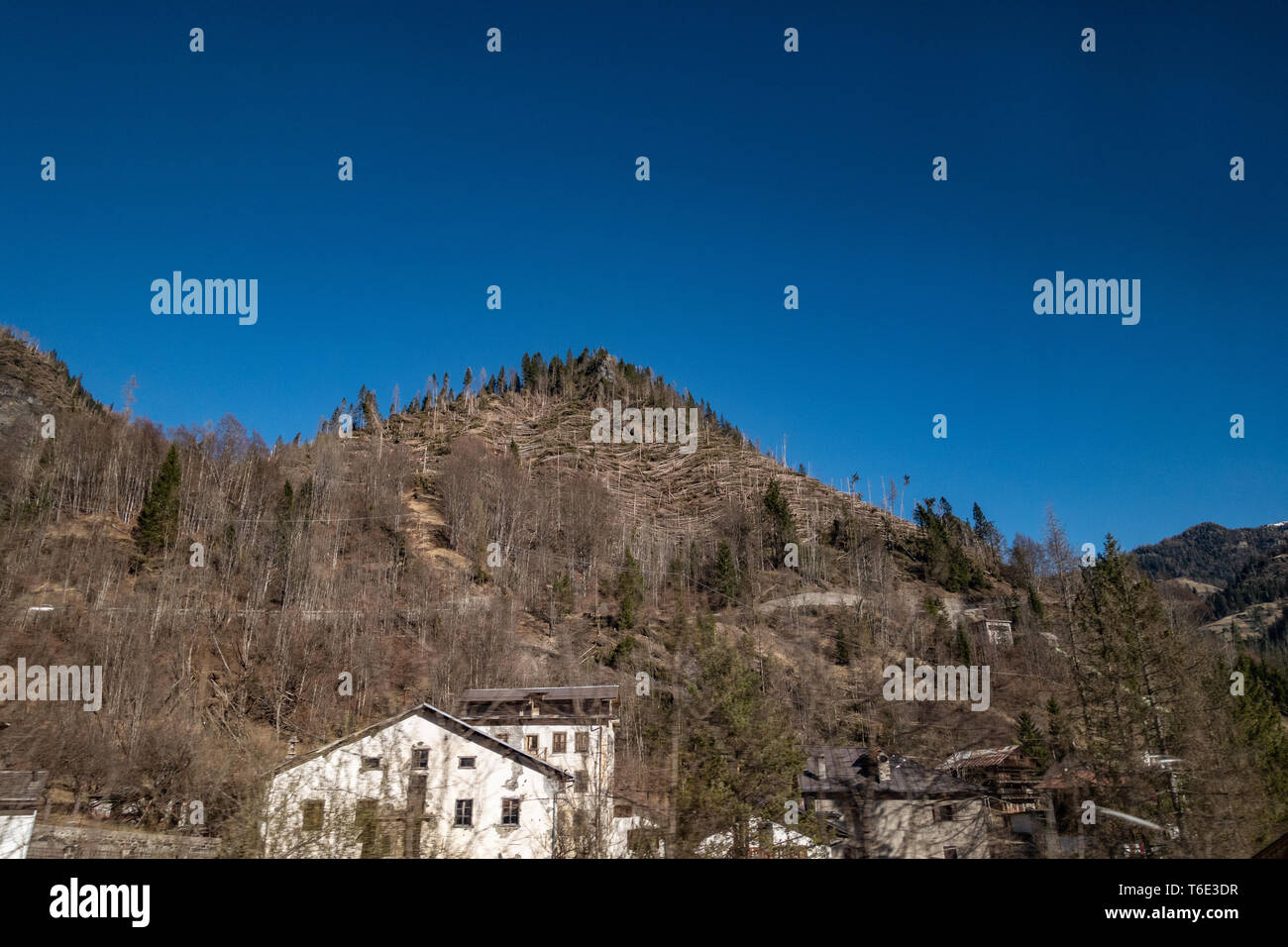 Devastation of trees seen from a moving vehicle Stock Photo - Alamy