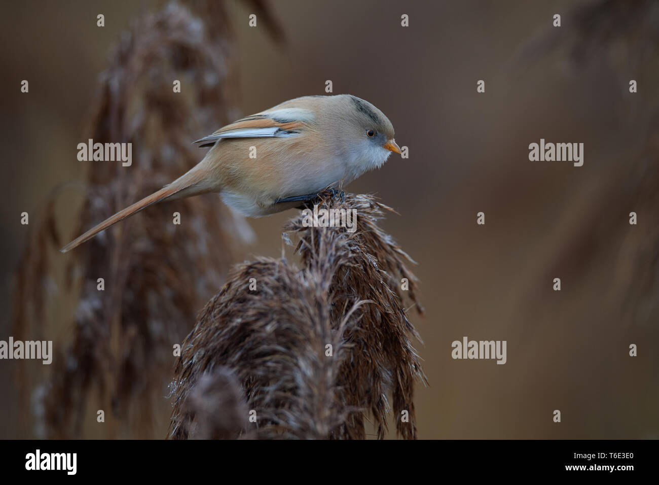 Bearded Reedling, Panurus biarmicus Stock Photo - Alamy