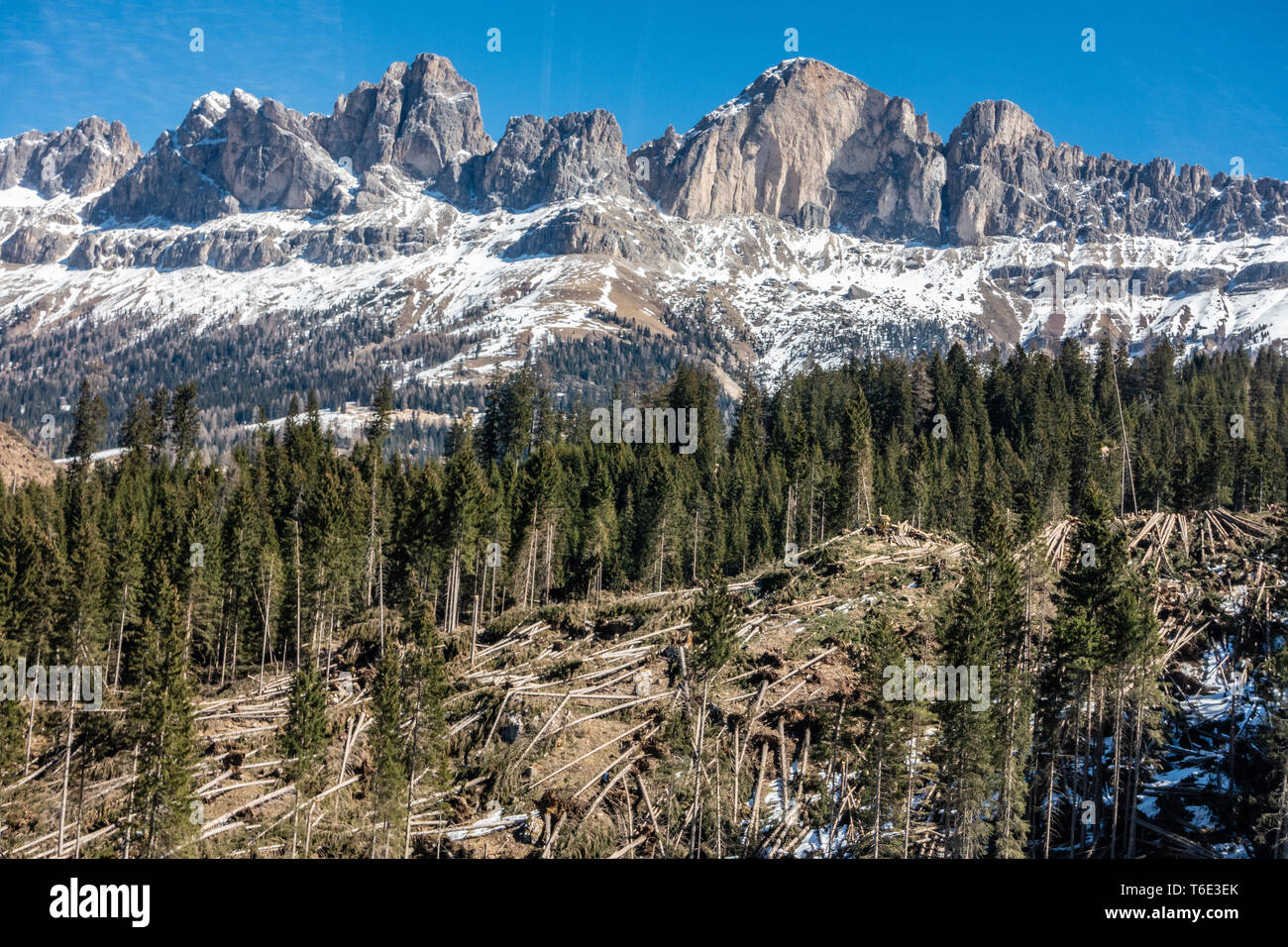 Widespread tree devastation dolomites hi-res stock photography and ...