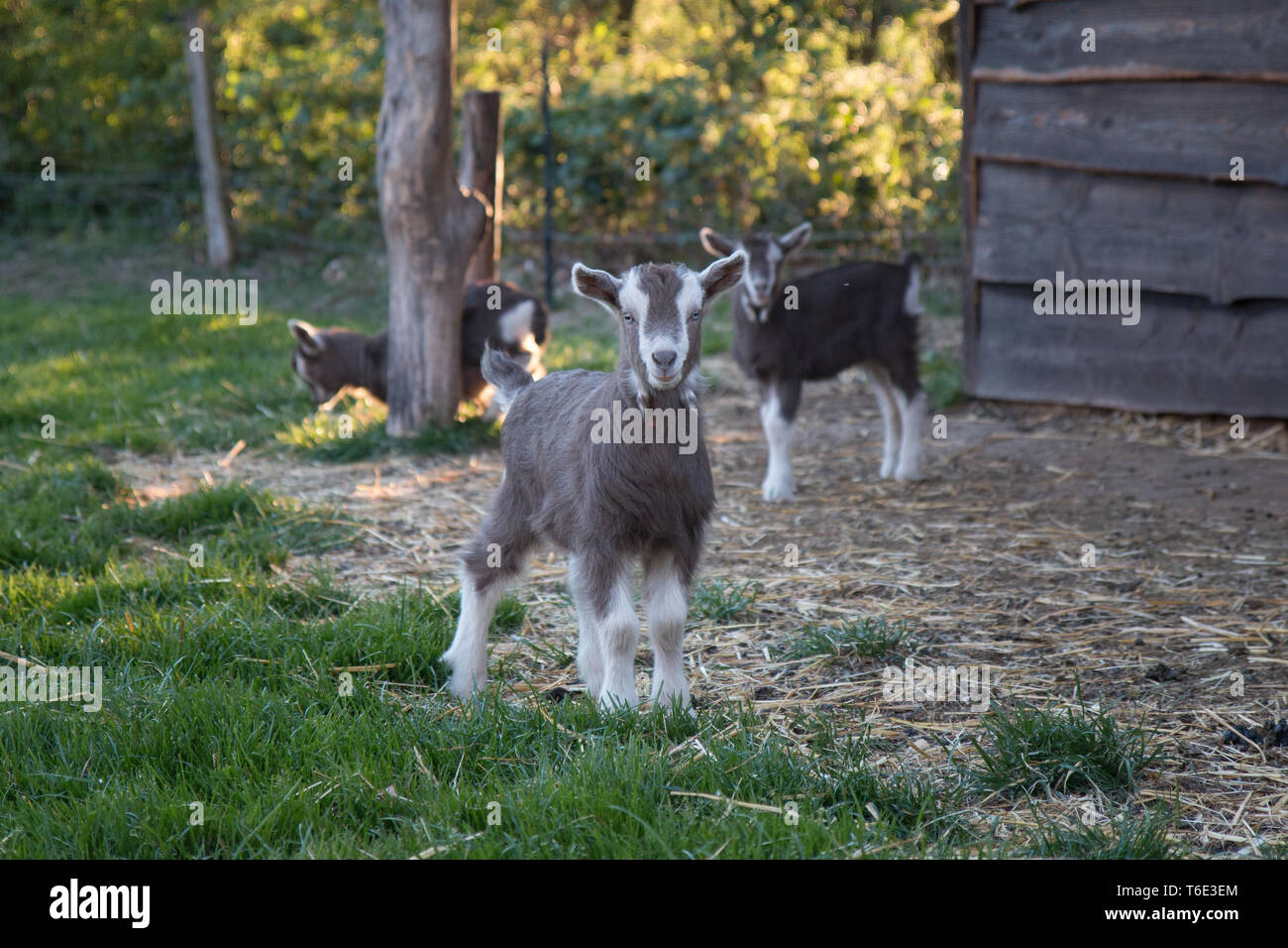Farm, farm animals, goats, horses Stock Photo - Alamy