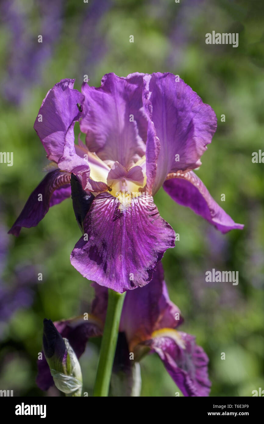 German iris iris germanica hi-res stock photography and images - Alamy