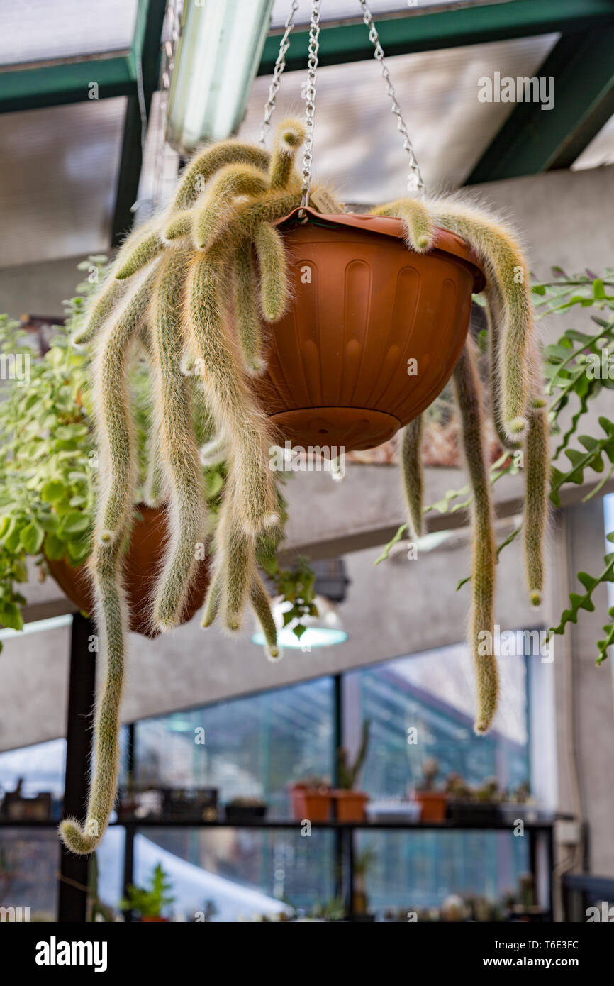 Rare cacti hi-res stock photography and images - Alamy