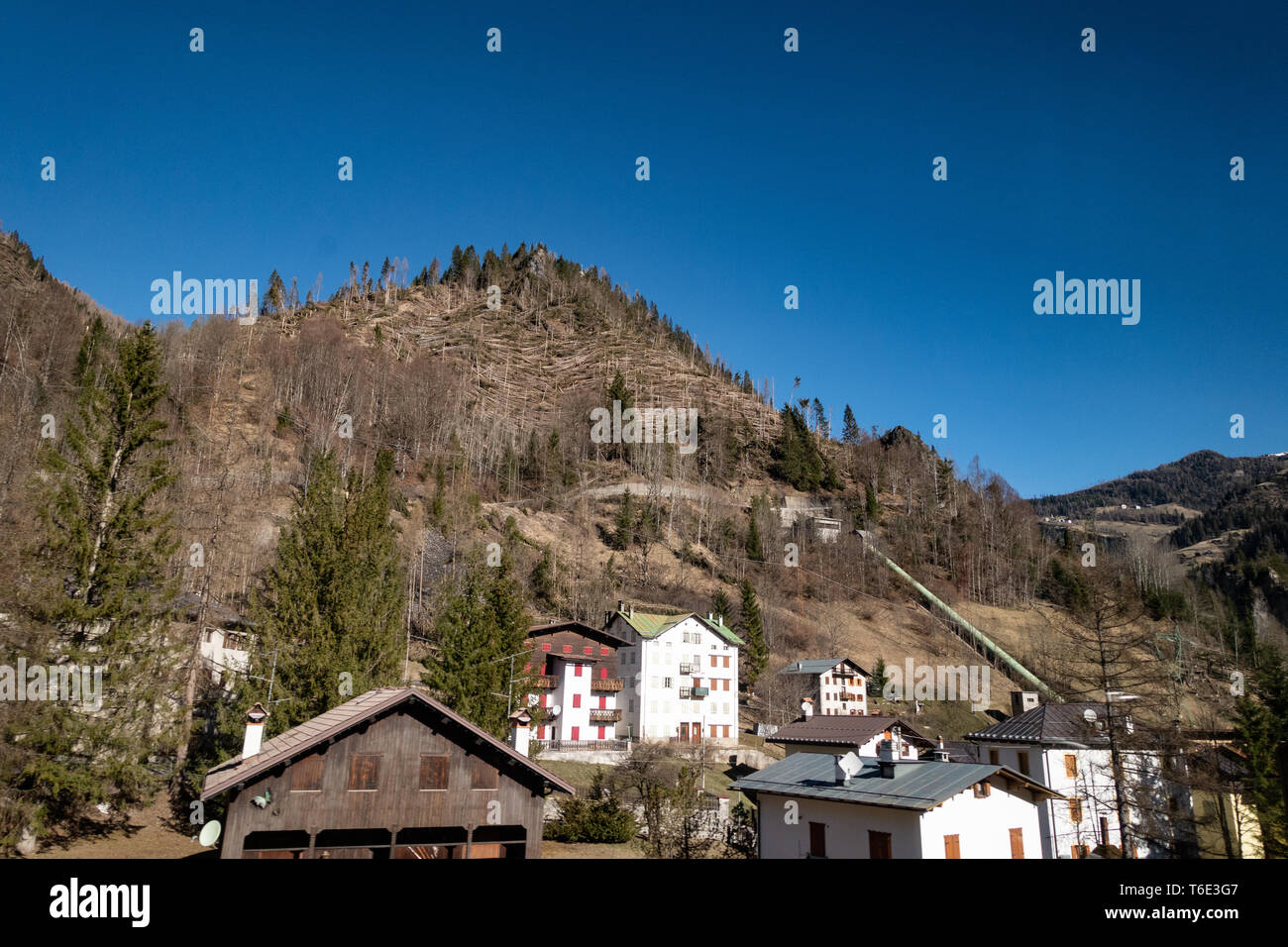 Devastation of trees seen from a moving vehicle Stock Photo - Alamy