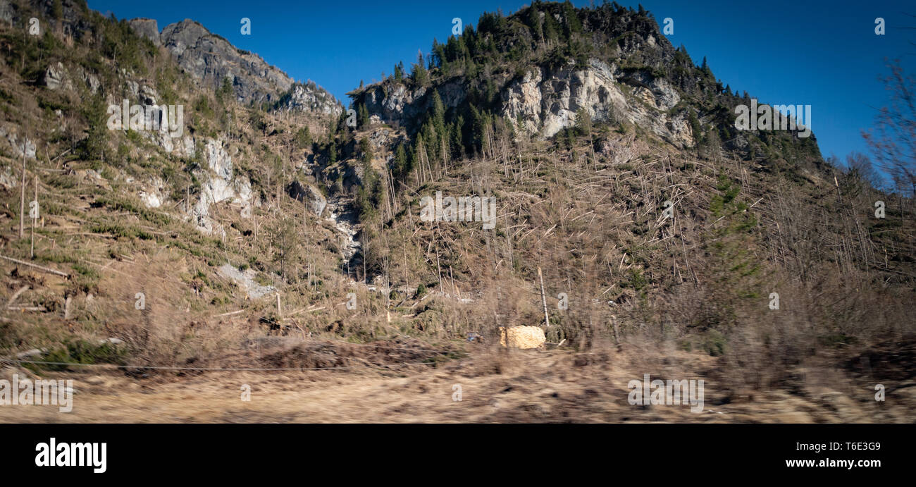Devastation of trees seen from a moving vehicle Stock Photo - Alamy