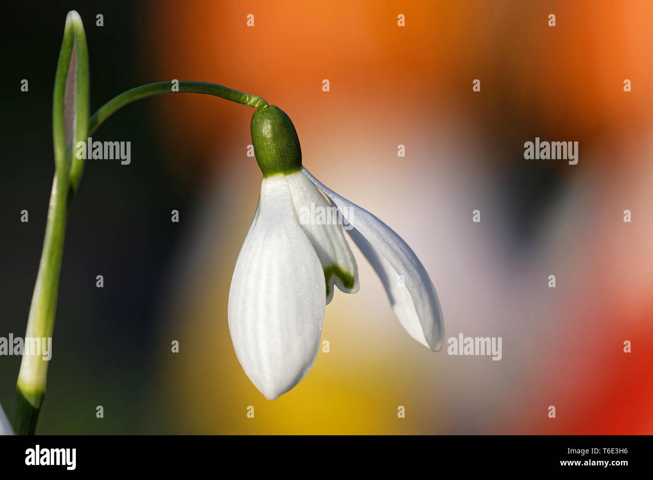 Snow drop snow hi-res stock photography and images - Alamy