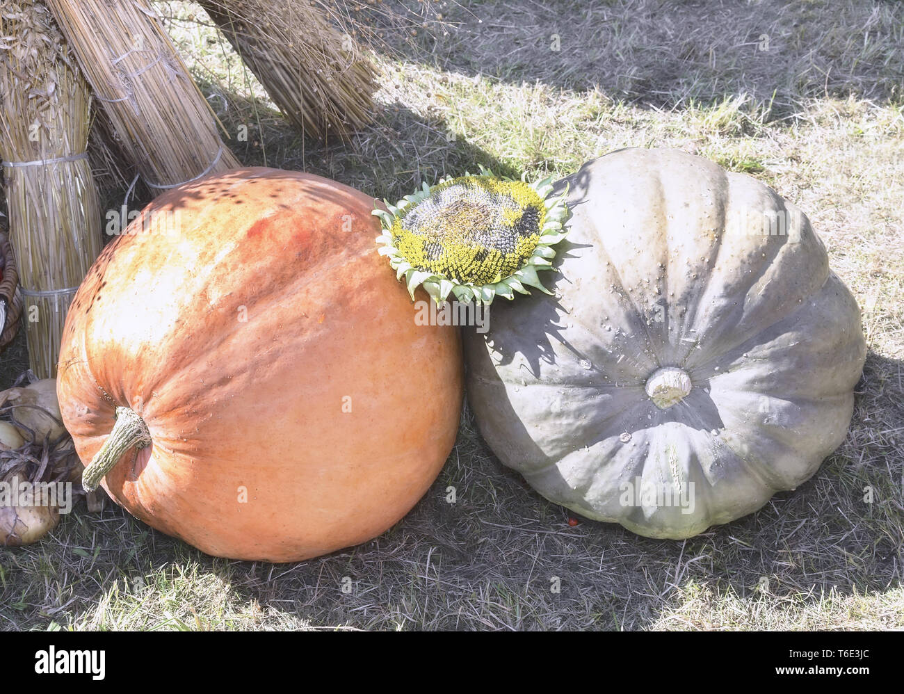 Large pumpkins hi-res stock photography and images - Alamy