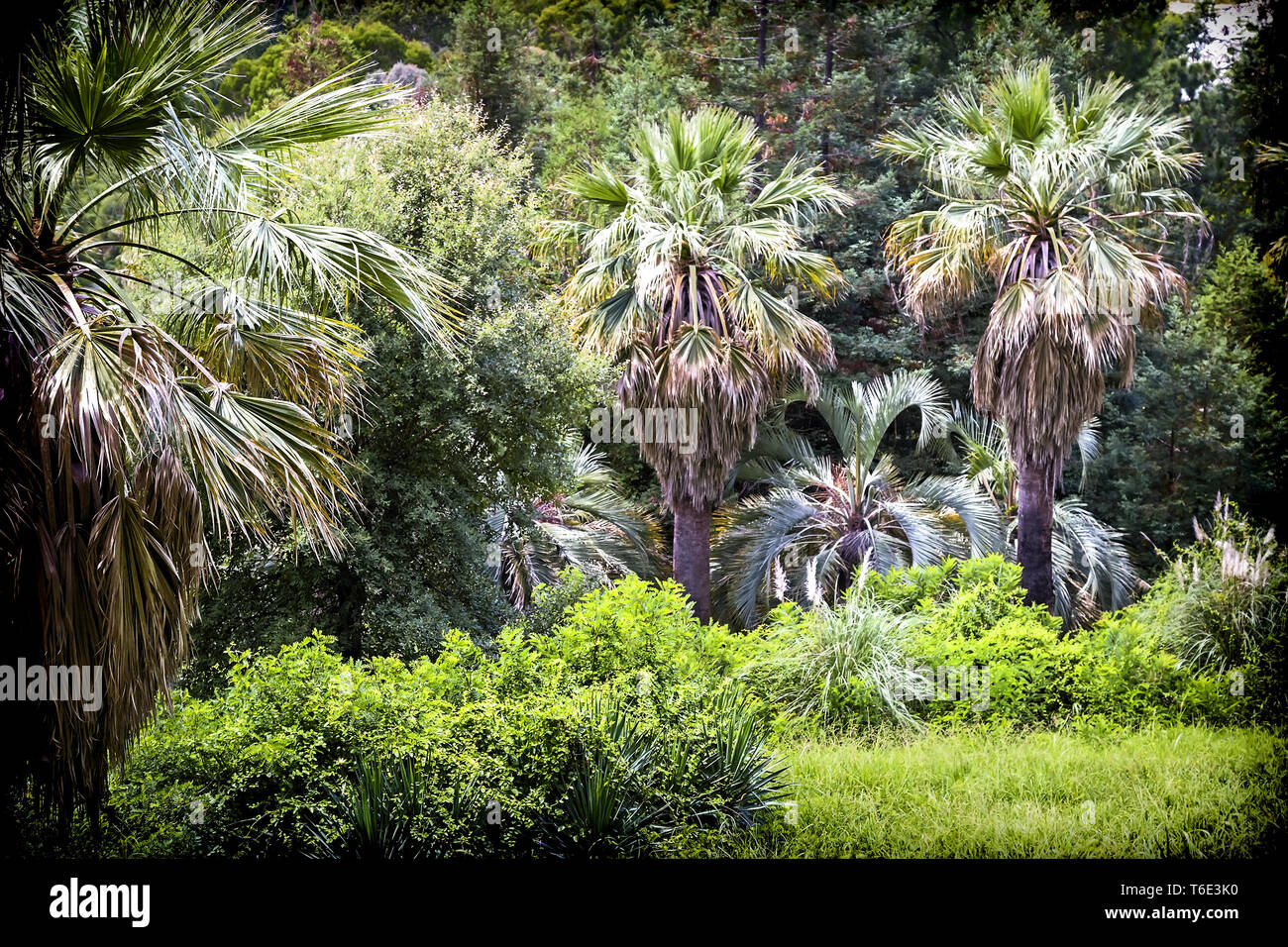 Subtropical Plants High Resolution Stock Photography and Images - Alamy