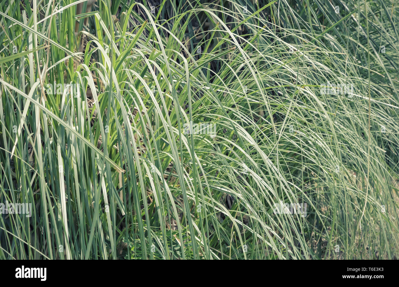 Dew rain forest hi-res stock photography and images - Alamy
