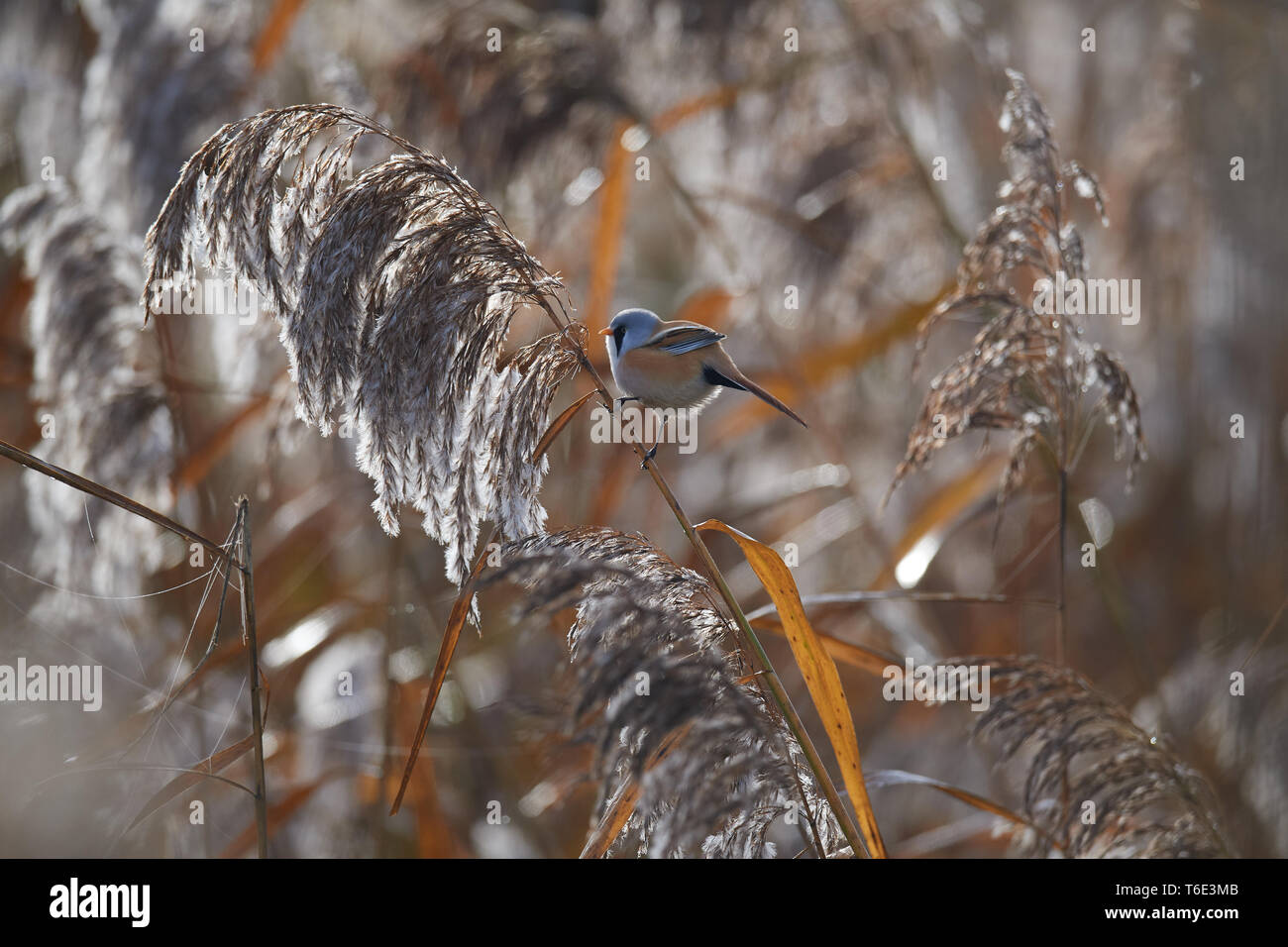 Bearded Reedling, Panurus biarmicus Stock Photo - Alamy